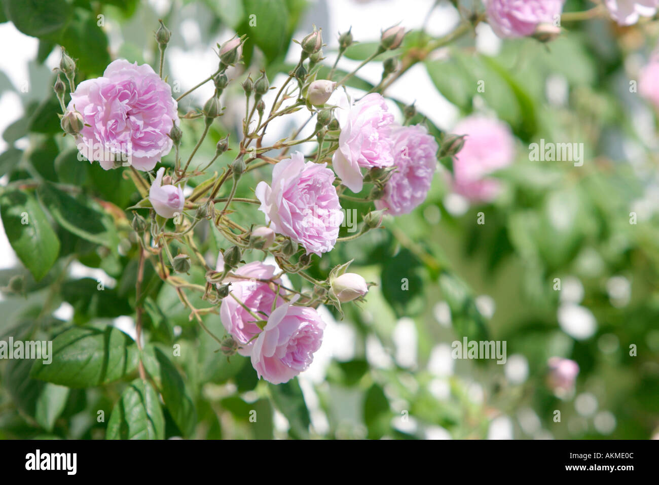 Roses burst hi-res stock photography and images - Alamy
