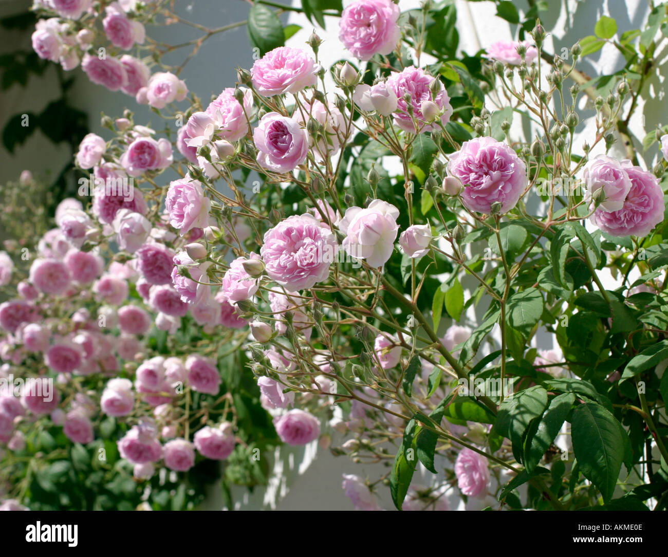 Roses burst hi-res stock photography and images - Alamy