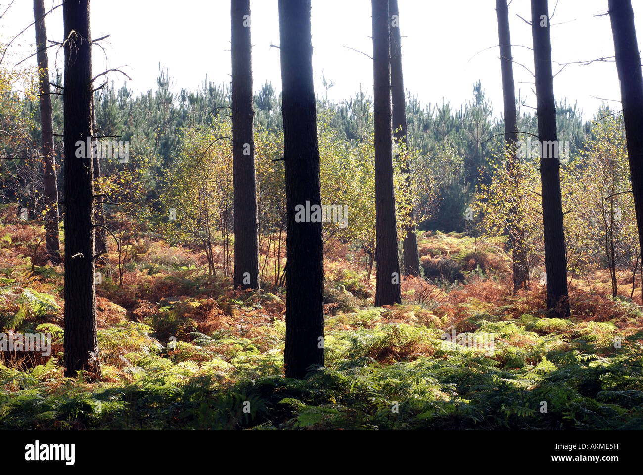 Cannock Chase in autumn, Staffordshire, England, UK Stock Photo - Alamy