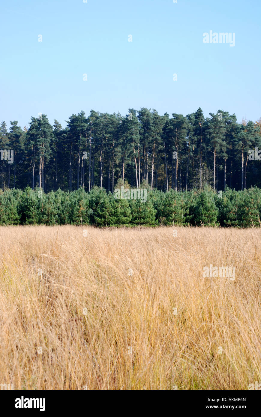 English plantations hi-res stock photography and images - Alamy