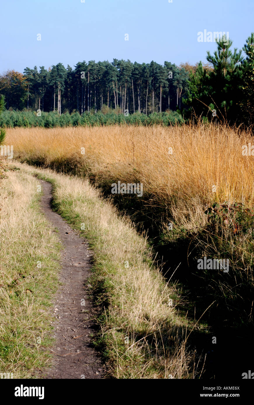 Cannock chase staffordshire england hi-res stock photography and images ...
