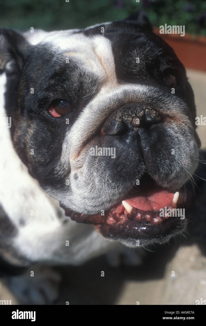 Fat bulldog hi-res stock photography and images - Alamy