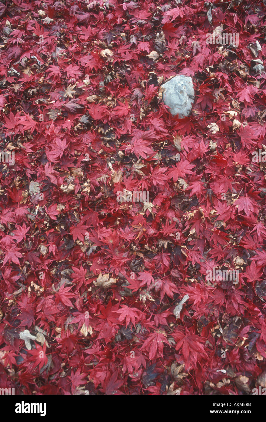 Red Fall Leaves with Rock Stock Photo - Alamy