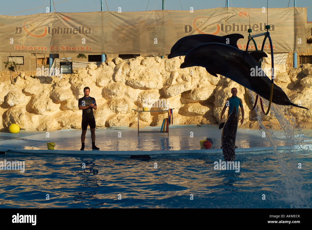 Dolphin show at Dolphinella Dolphinarium Sharm el Sheikh, Egypt Stock ...