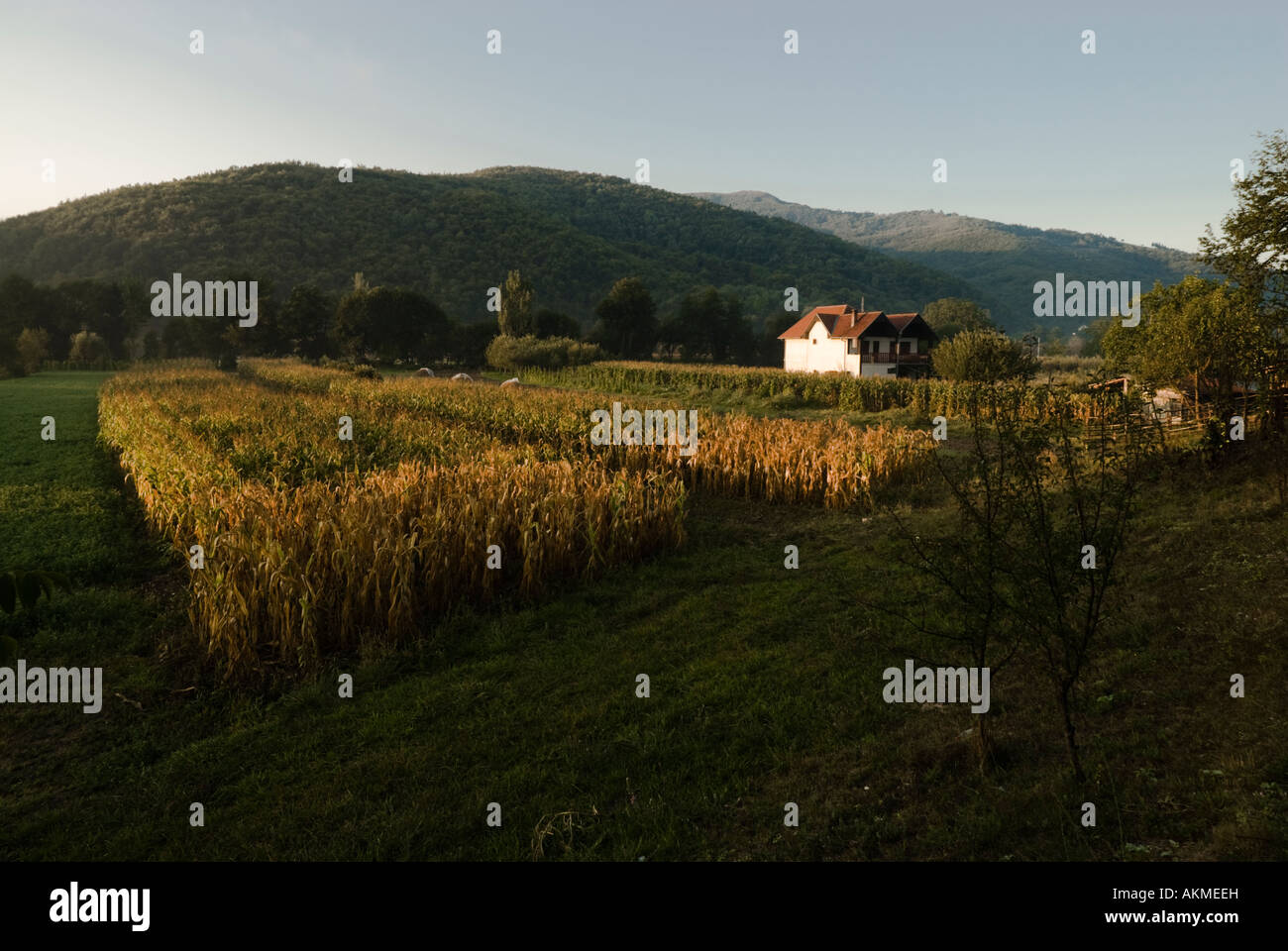 Smallholder farm growing corn, Novi Pazar, Serbia Stock Photo - Alamy