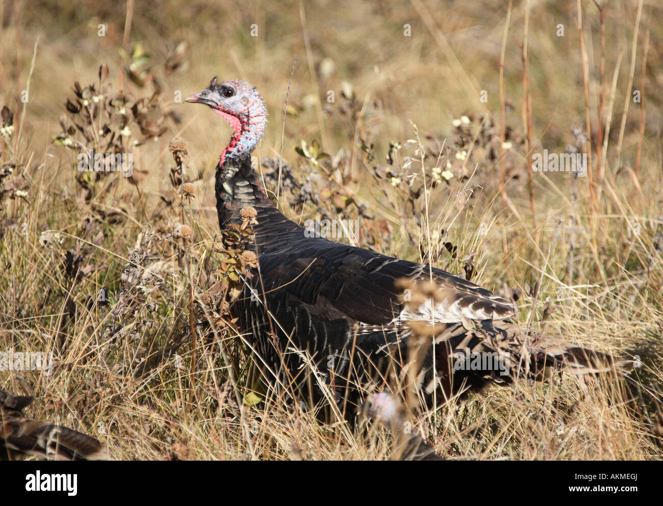 Wild Turkey in scenic Alberta Stock Photo - Alamy