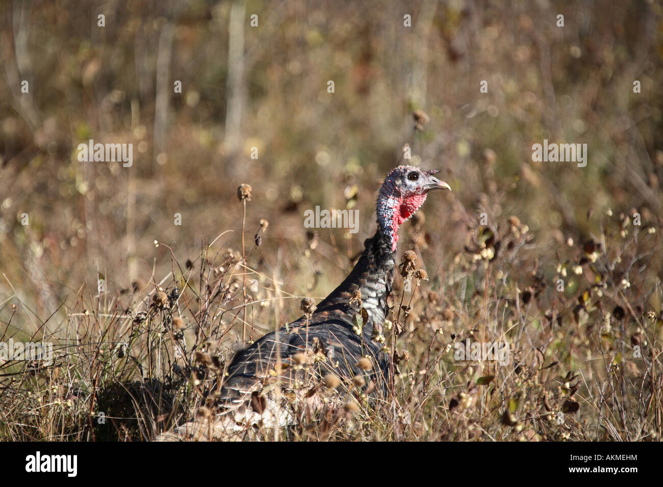 Wild Turkey in scenic Alberta Stock Photo - Alamy