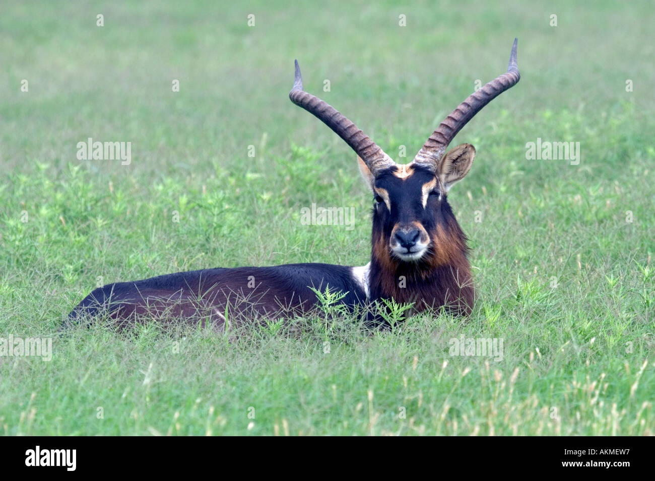 Nile Lechwe High Resolution Stock Photography and Images - Alamy