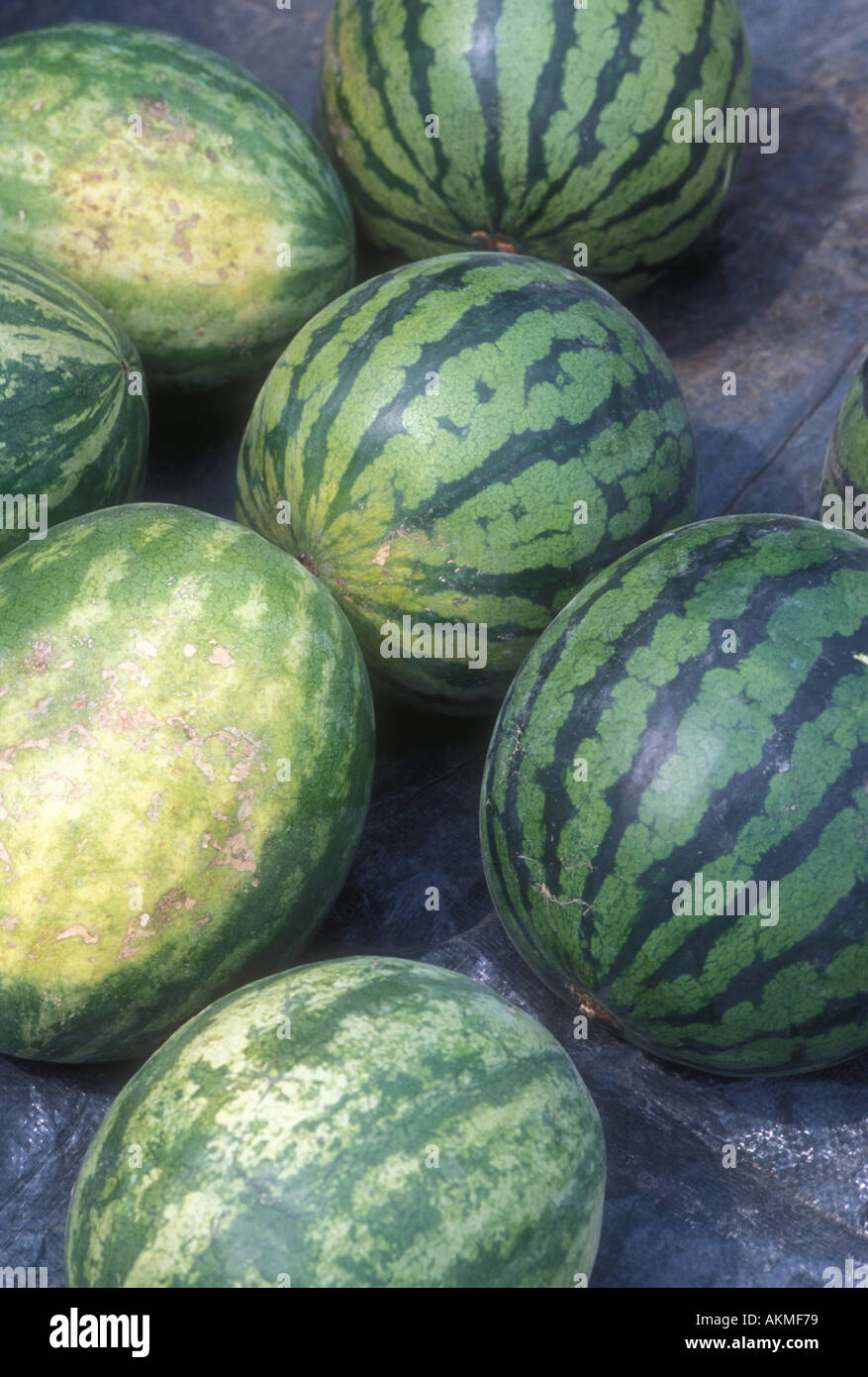 Hard green rind watermelon hi-res stock photography and images - Alamy