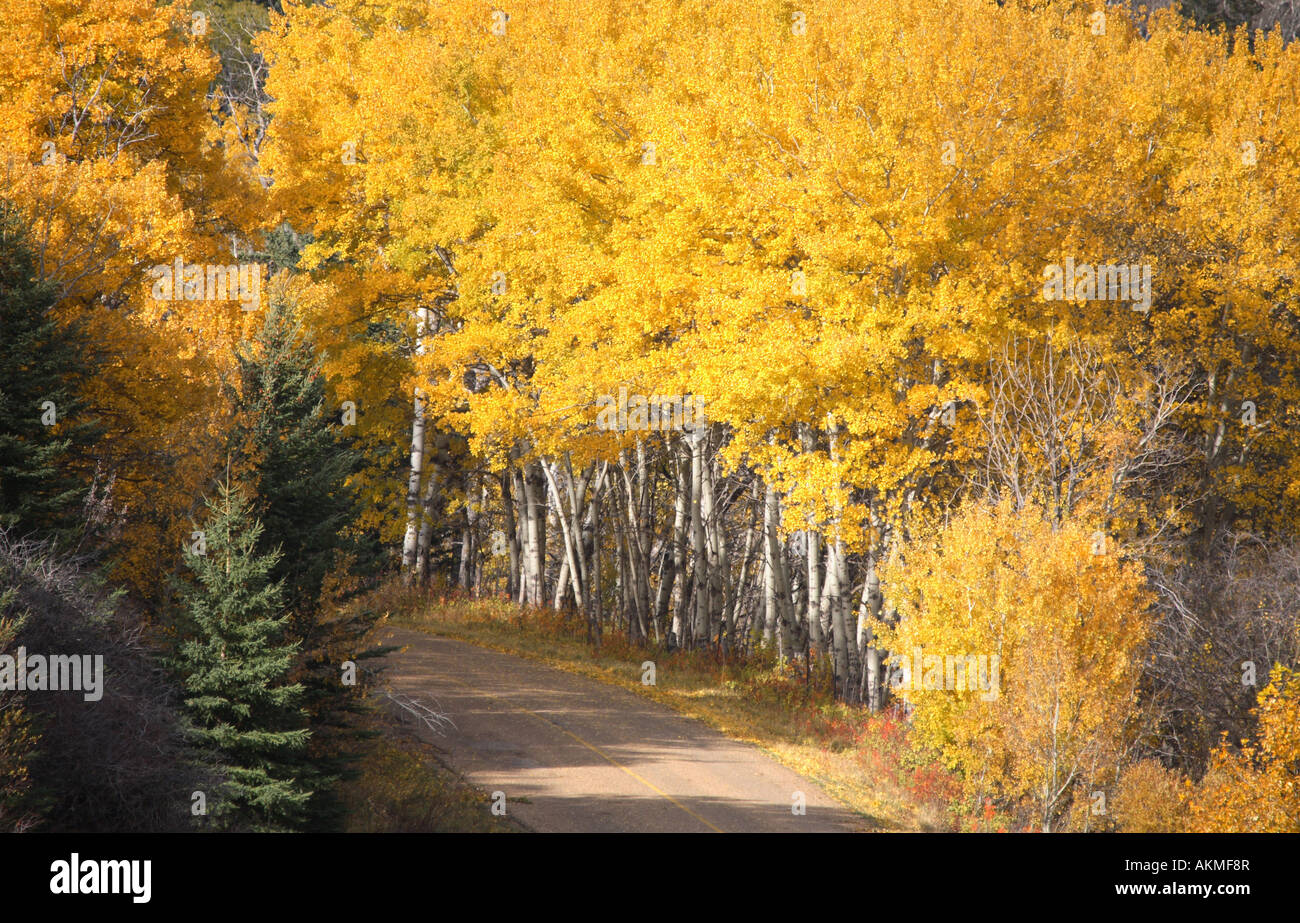 Pine and Aspen trees in fall Stock Photo - Alamy