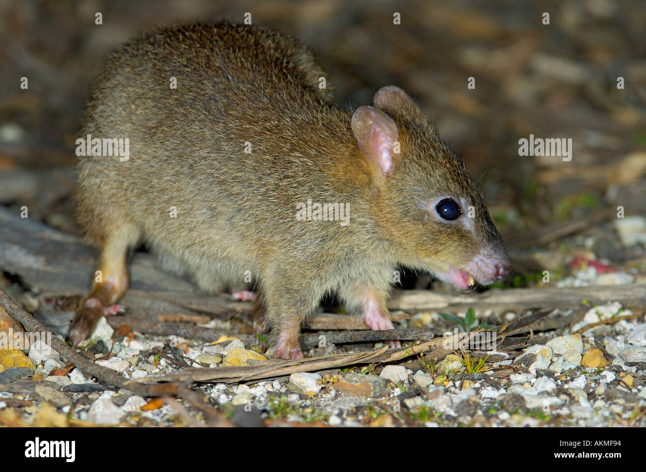 Woylie hi-res stock photography and images - Alamy