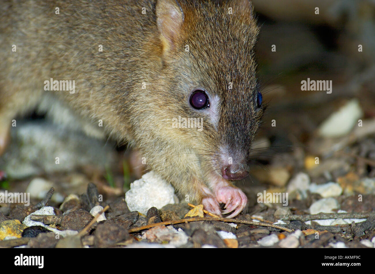 Woylie Bettongia penicillata Stock Photo - Alamy