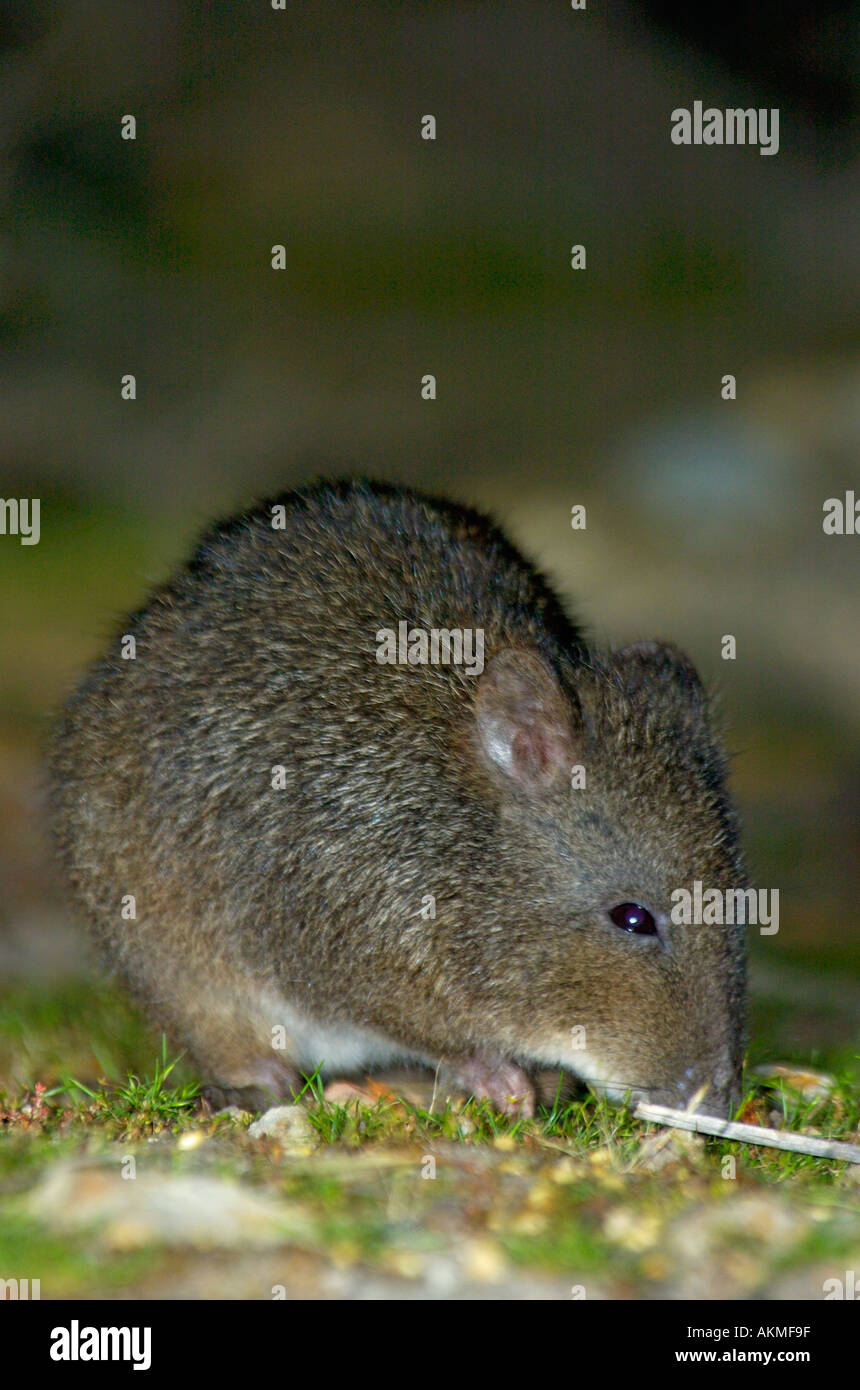 Long nosed Potoroo Potorous tridactylus Stock Photo - Alamy