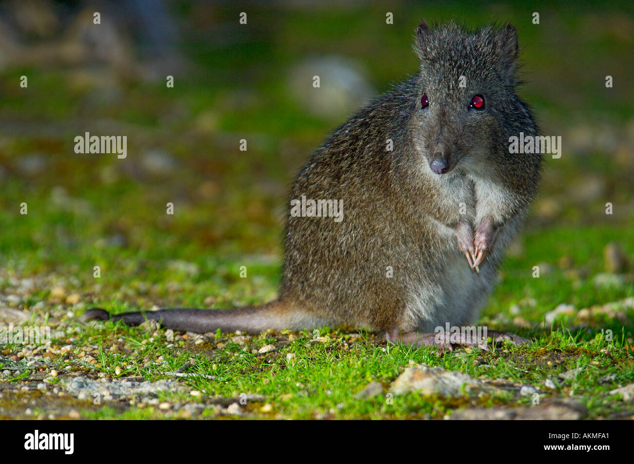 Long nosed potoroo hi-res stock photography and images - Alamy