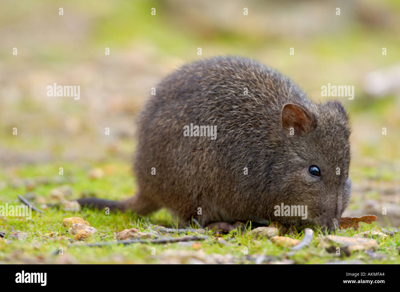 Long nosed potoroo potorous tridactylus hi-res stock photography and ...
