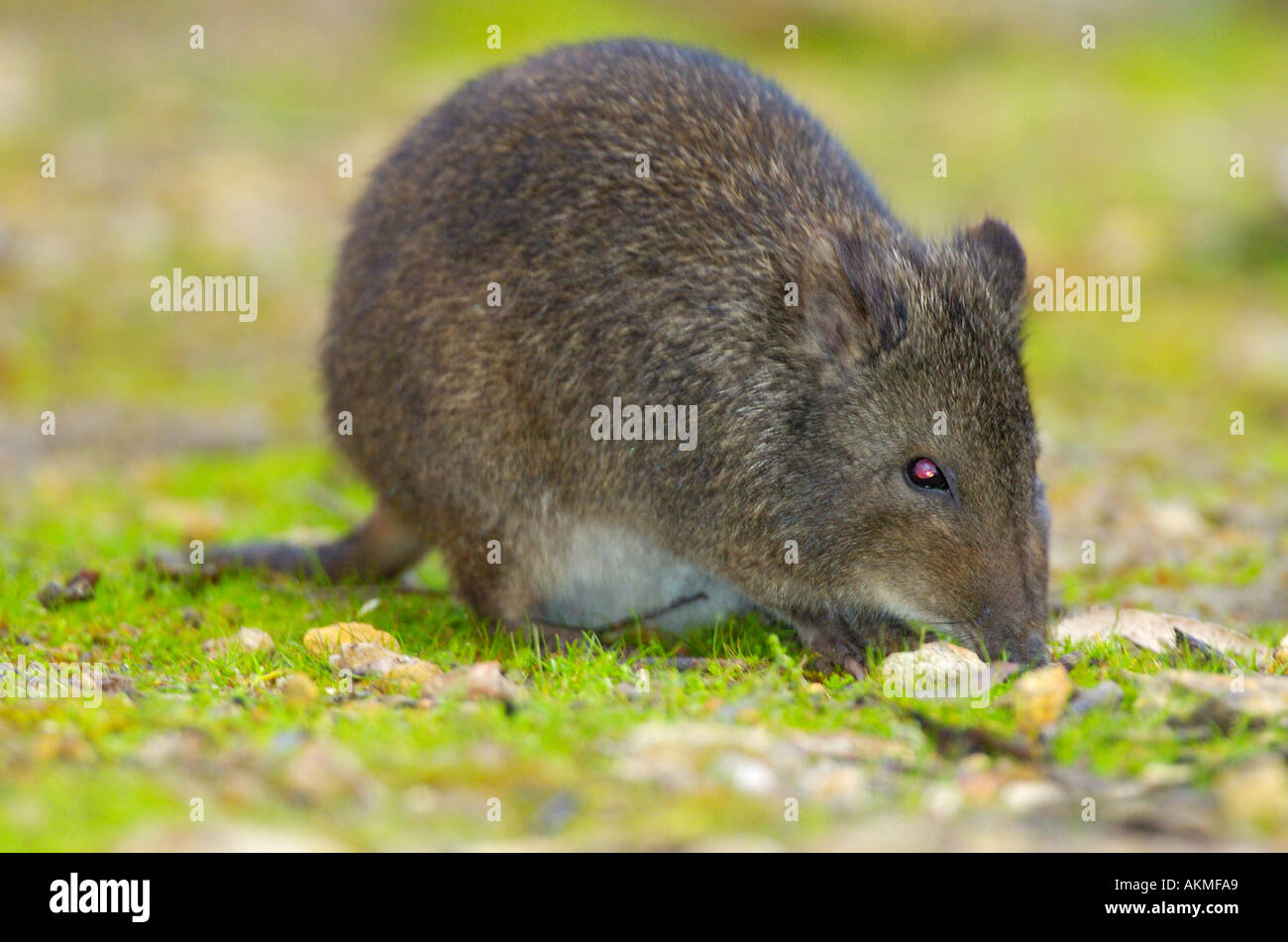 Long nosed potoroo hi-res stock photography and images - Alamy