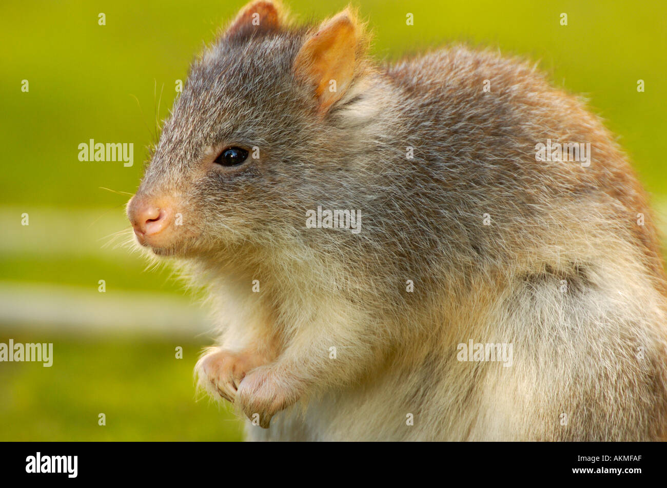 Aepyprymnus rufescens hi-res stock photography and images - Alamy