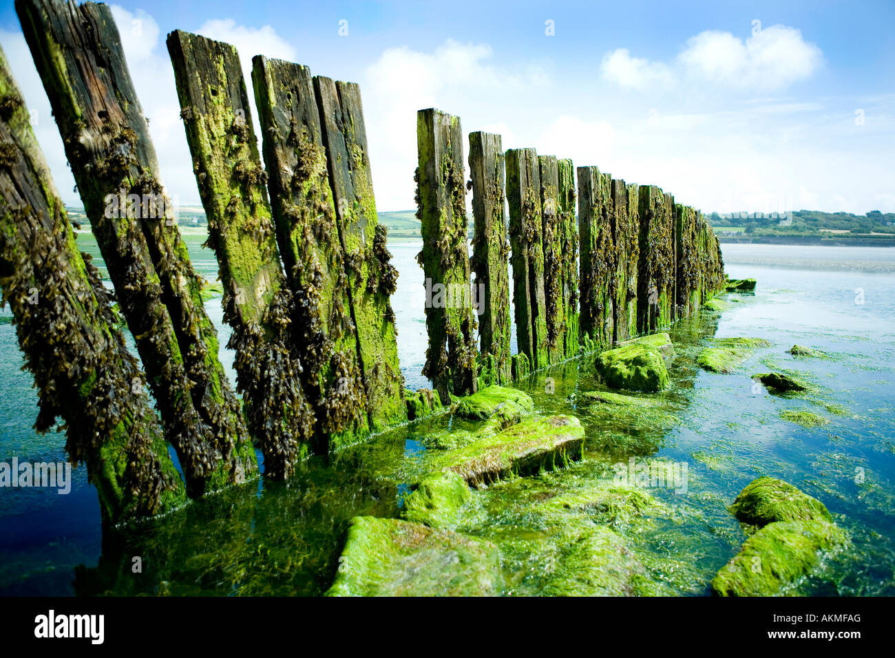 Moss Covered Wooden Groynes Stock Photo - Alamy