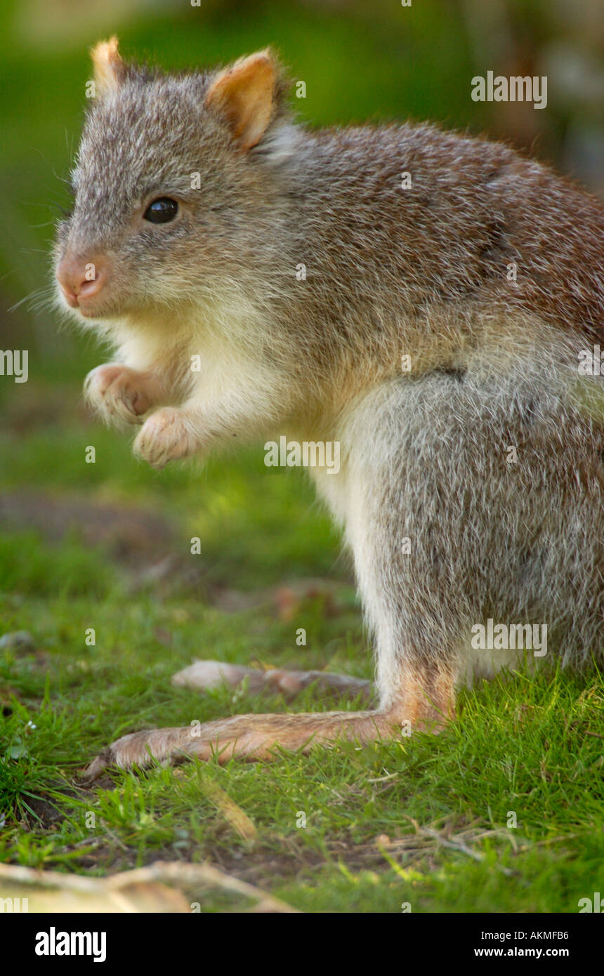 Rufous Bettong Aepyprymnus rufescens Stock Photo - Alamy