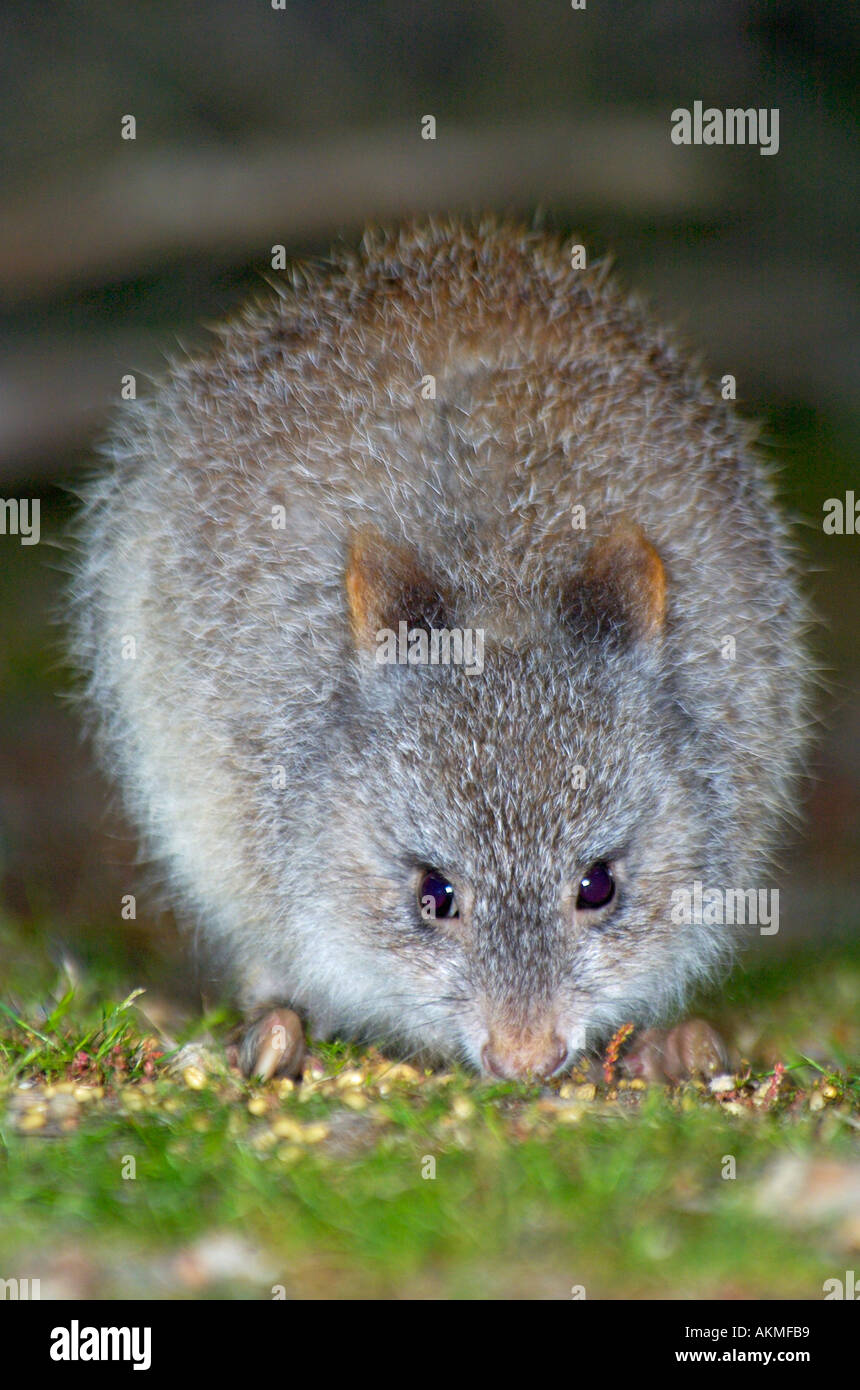 Bettong Stock Photos & Bettong Stock Images - Alamy