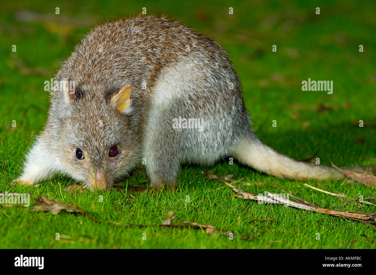Rufous bettong aepyprymnus rufescens hi-res stock photography and ...