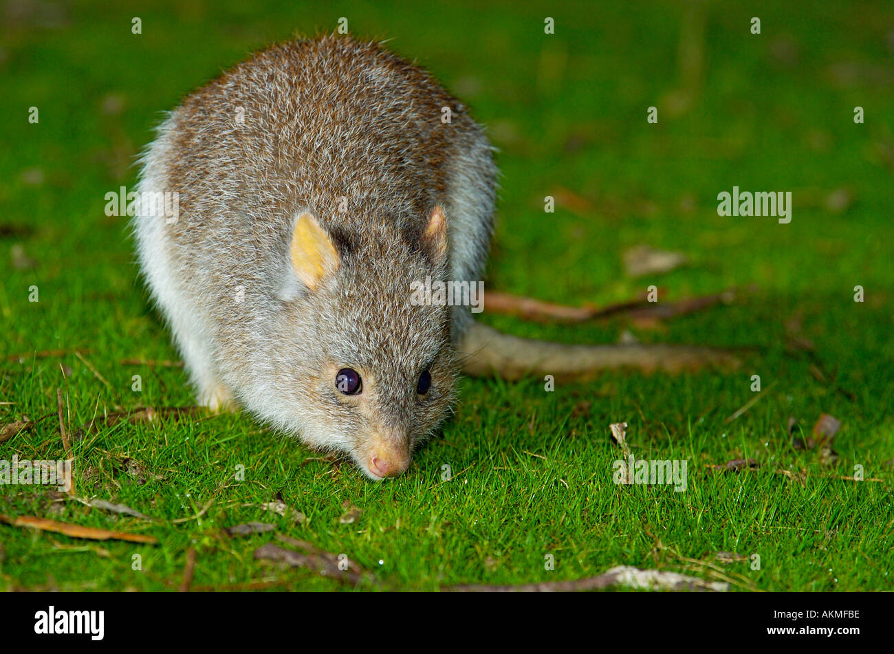 Rufous bettong aepyprymnus rufescens hi-res stock photography and ...