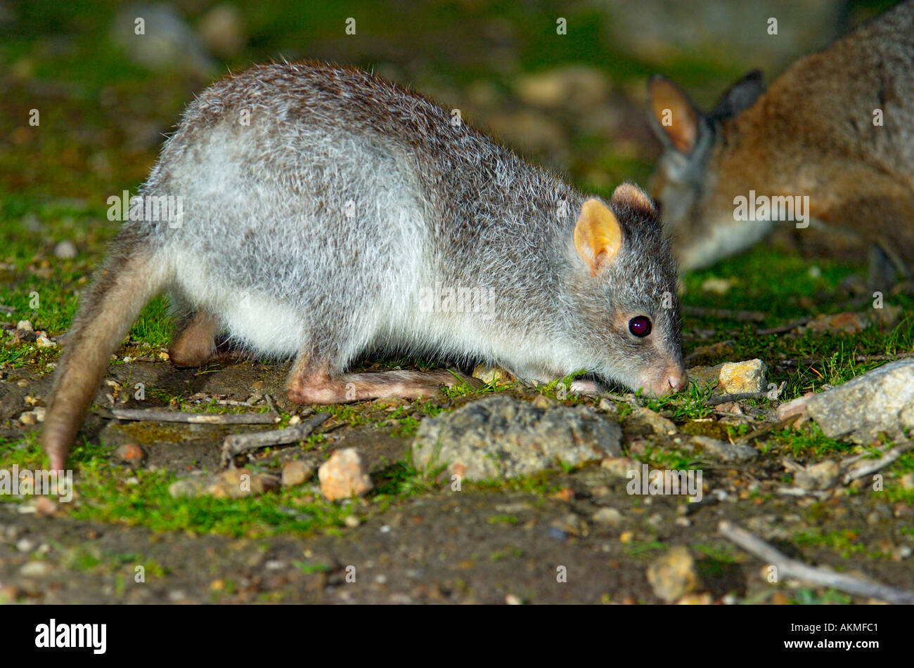 Rufous Bettong Aepyprymnus rufescens Stock Photo - Alamy