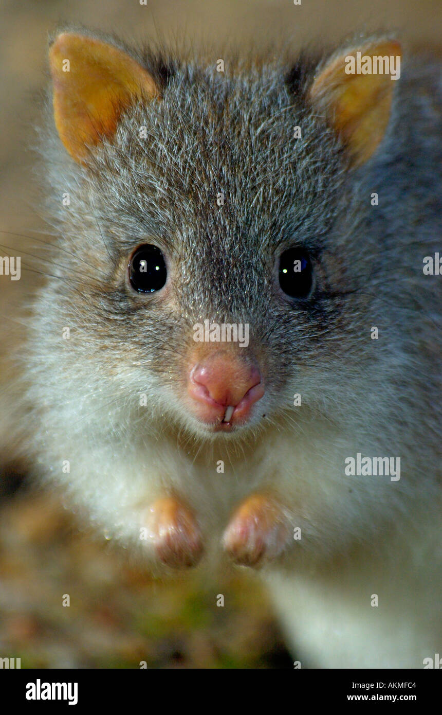 Rufous bettong aepyprymnus rufescens hi-res stock photography and ...