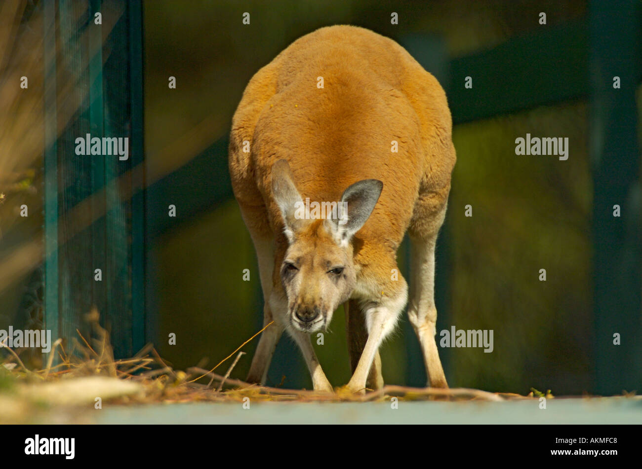 Red Kangaroo Macropus rufus Stock Photo - Alamy