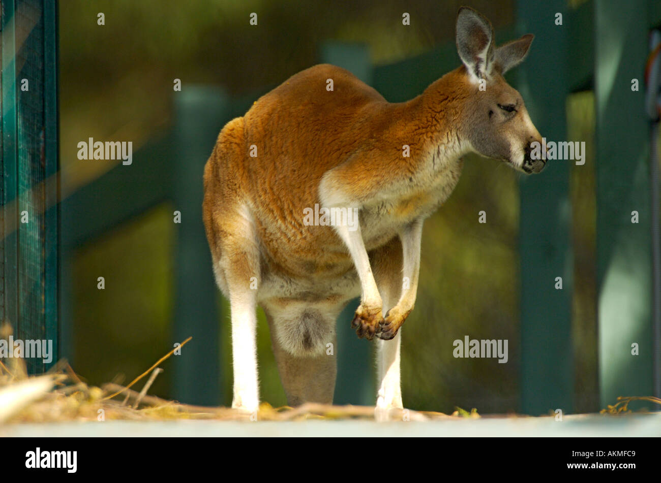 Red Kangaroo Macropus rufus Stock Photo - Alamy