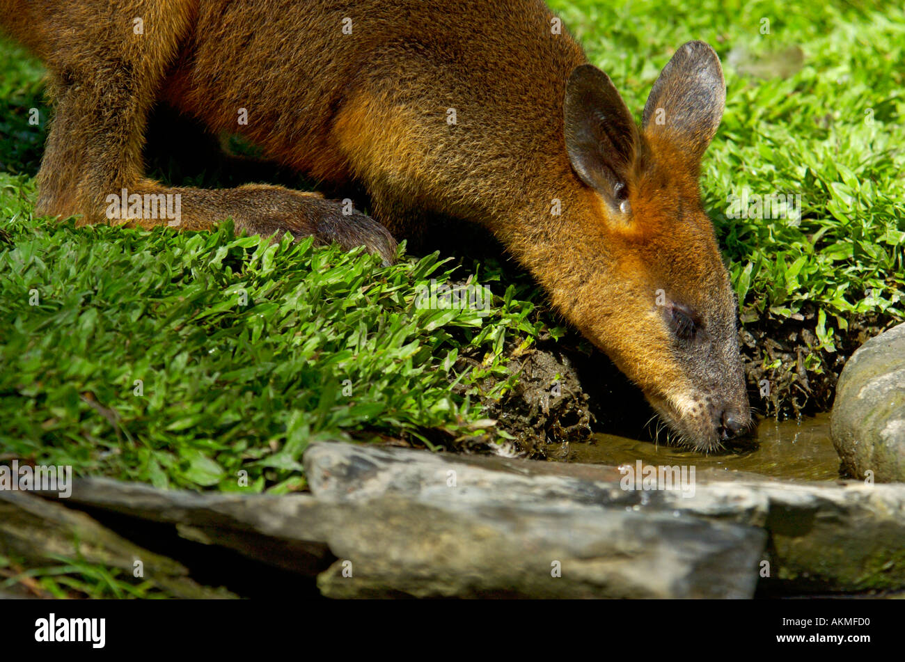 Red legged Pademelon Thylogale stigmatica Stock Photo - Alamy