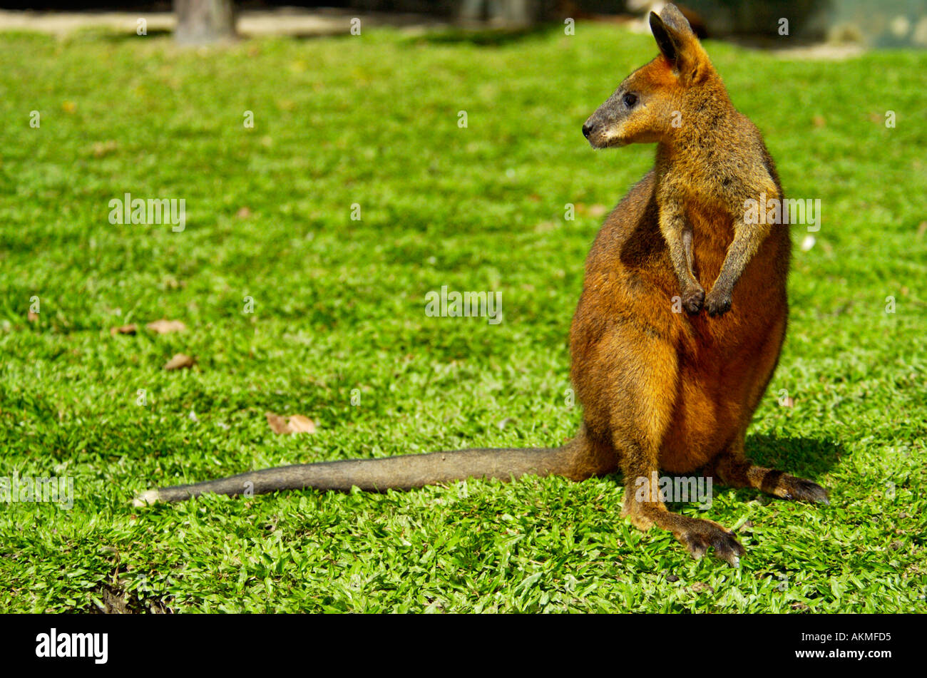 Red legged Pademelon Thylogale stigmatica Stock Photo - Alamy