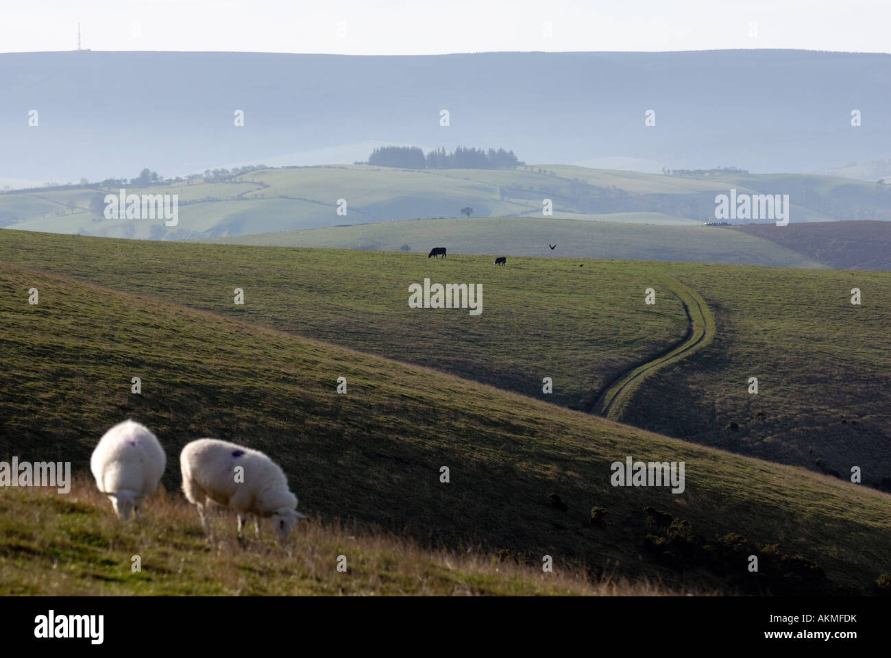 View from Offa's Dyke on the English Welsh border between Knighton and ...