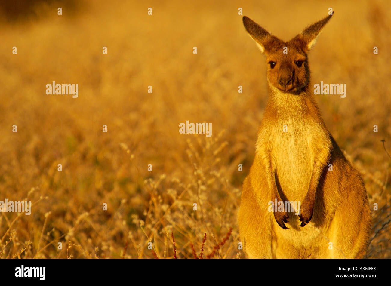 Western Grey Kangaroo Macropus fuliginosus Stock Photo - Alamy