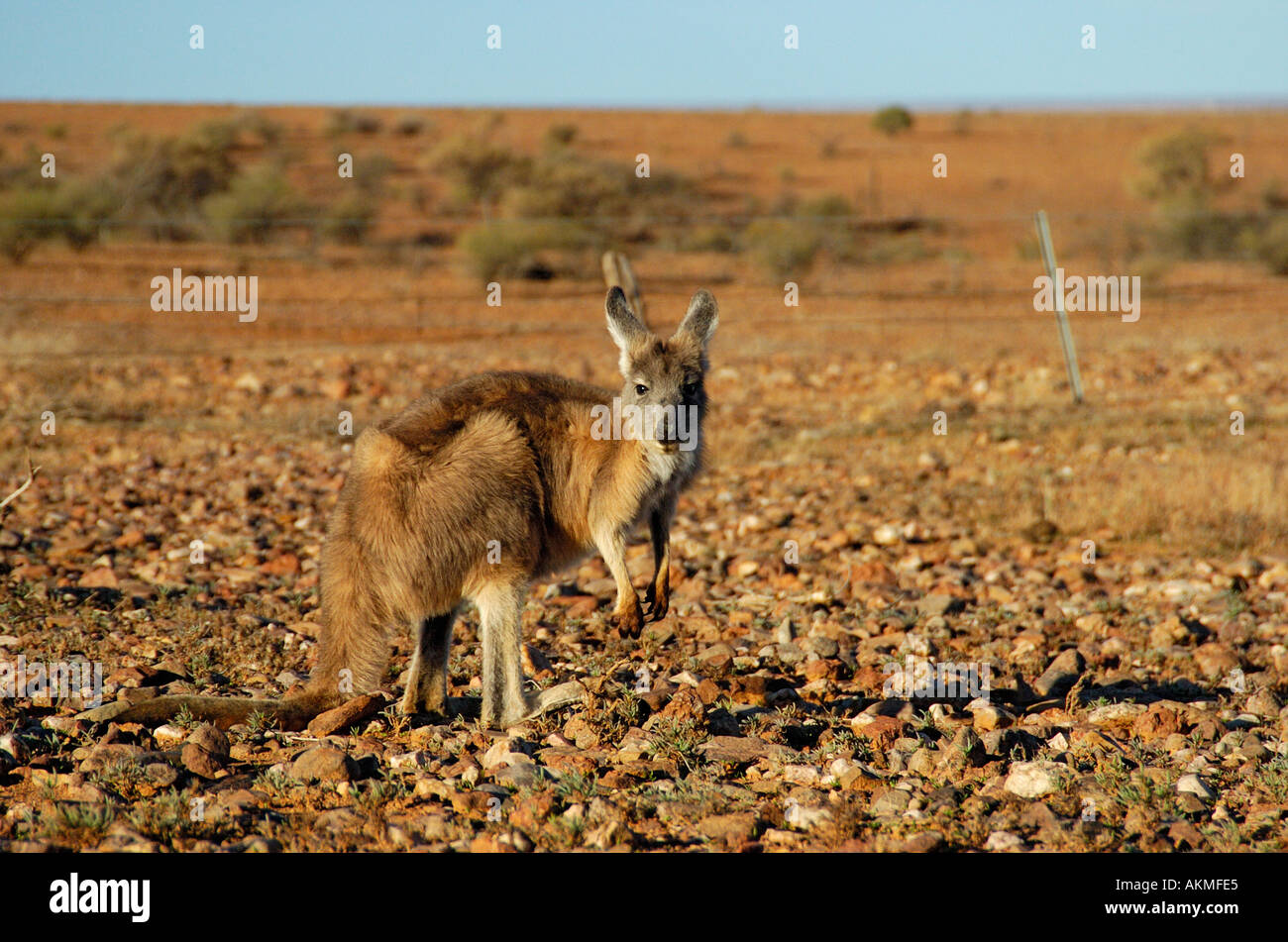 Euro wallaroo hi-res stock photography and images - Alamy