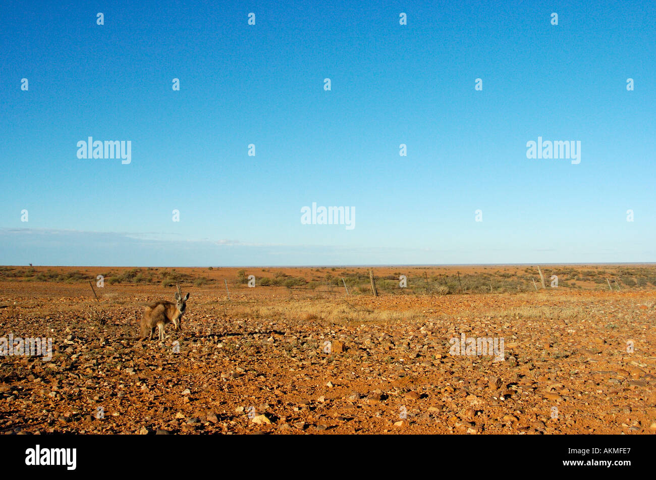 Euro kangaroo hi-res stock photography and images - Alamy