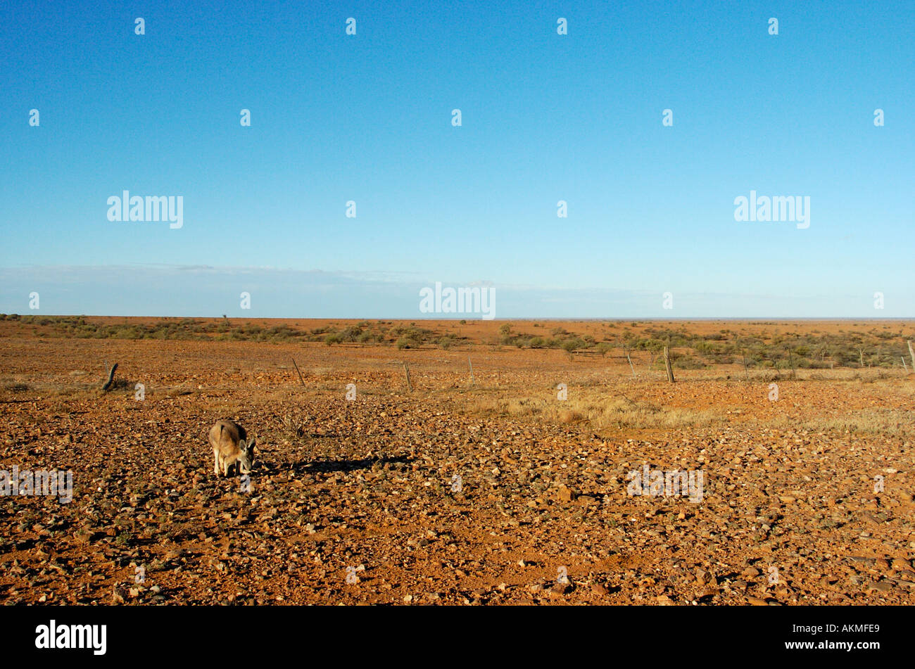 Macropus robustus euro wallaroo hi-res stock photography and images - Alamy