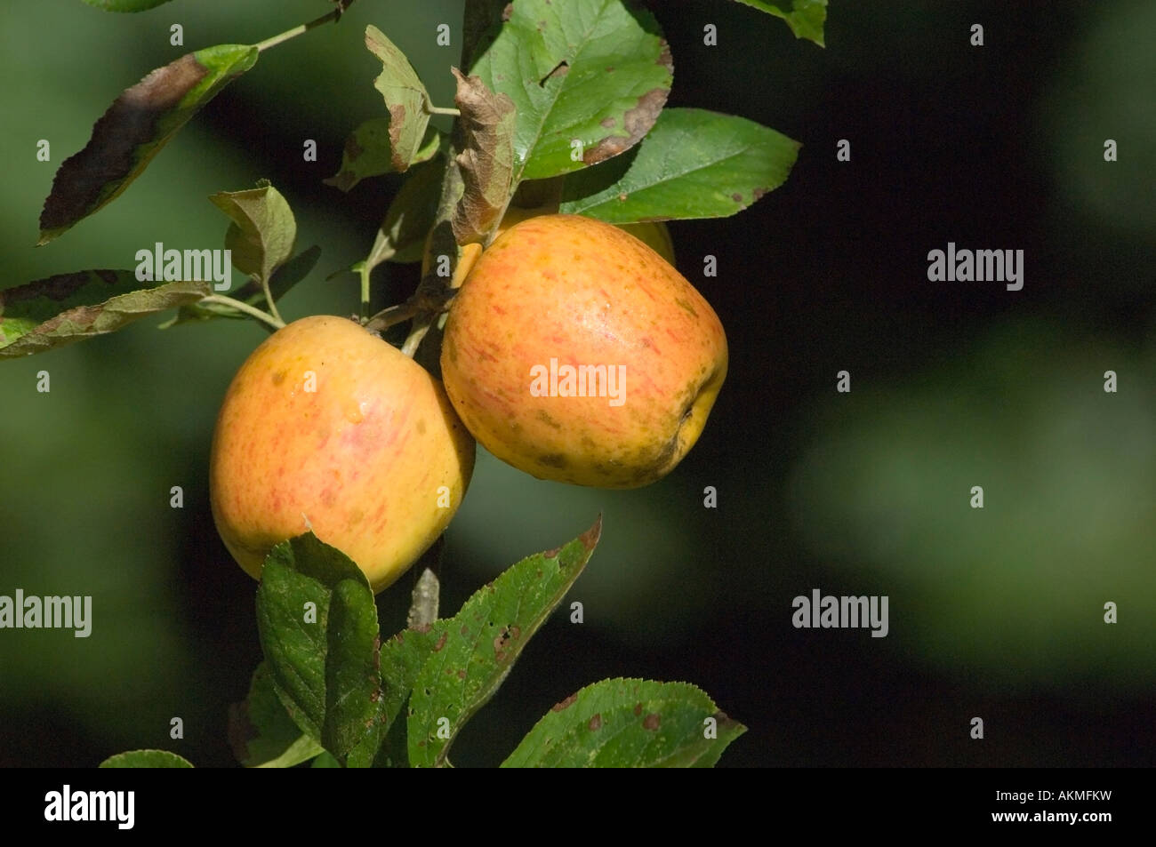 Normandy orchards france hi-res stock photography and images - Alamy