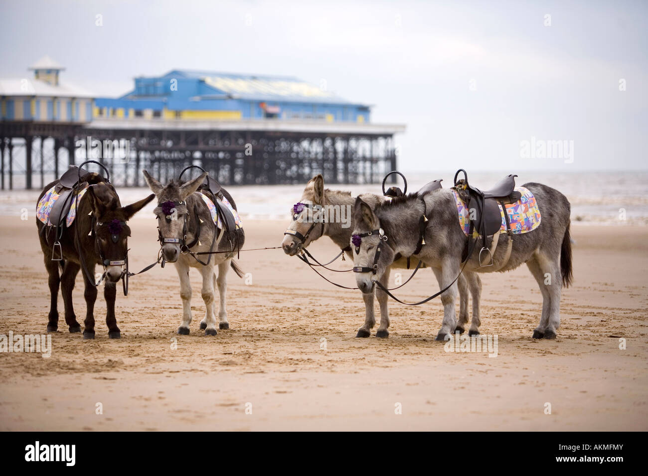 Donkeys Beach Ride Blackpool High Resolution Stock Photography and ...
