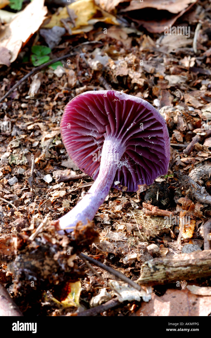 Deceiver fungus hi-res stock photography and images - Alamy