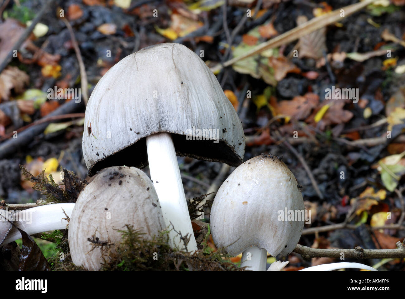 Common ink cap hi-res stock photography and images - Alamy