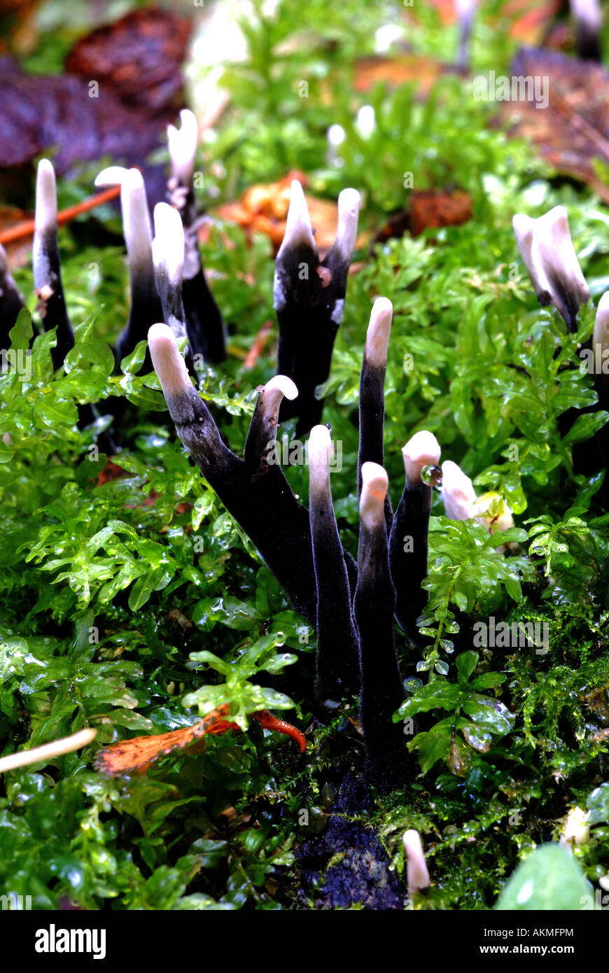 Candlesnuff Fungus, Xylaria hypoxylon, in woodland, Warwickshire ...