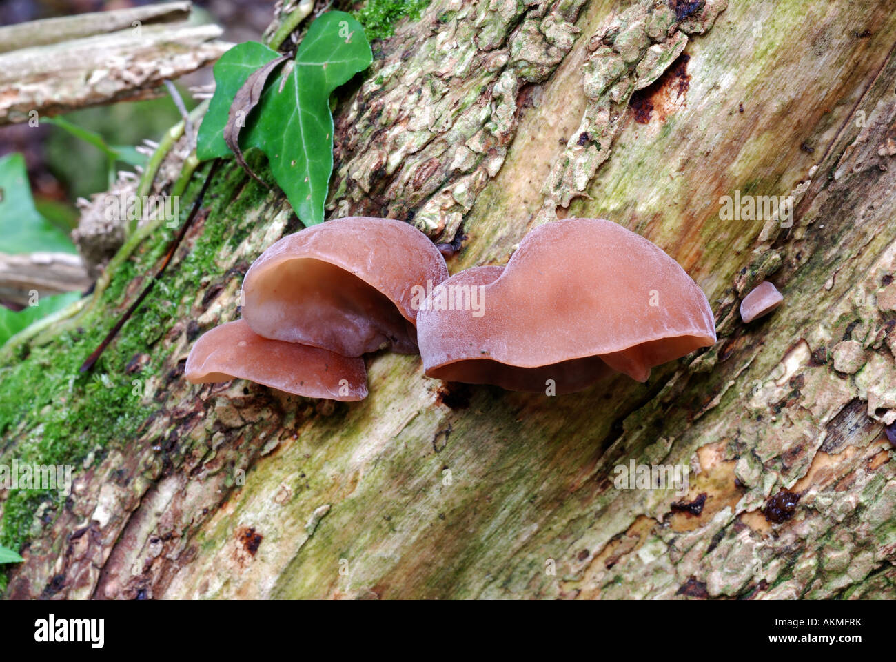 Jew`s Ear, Auricularia auricula judae, on Elder, Herefordshire, England ...