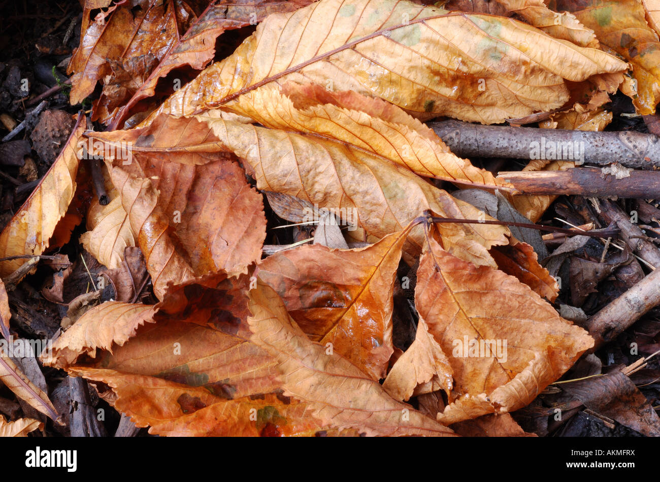 Uk woodland leaf litter hi-res stock photography and images - Alamy