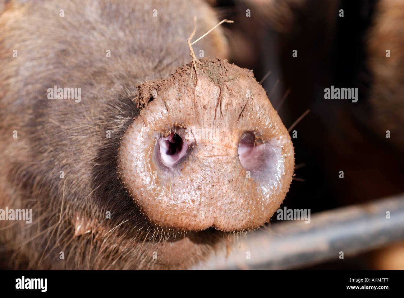 A pig s snout, UK Stock Photo - Alamy