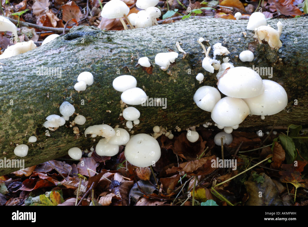 Porcelain Fungus, Oudemansiella mucida, on Beech, Herefordshire ...