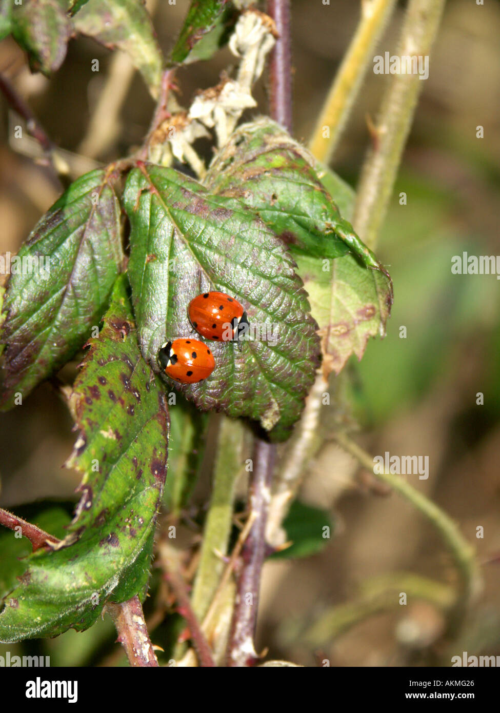 Couple ladybirds hi-res stock photography and images - Alamy