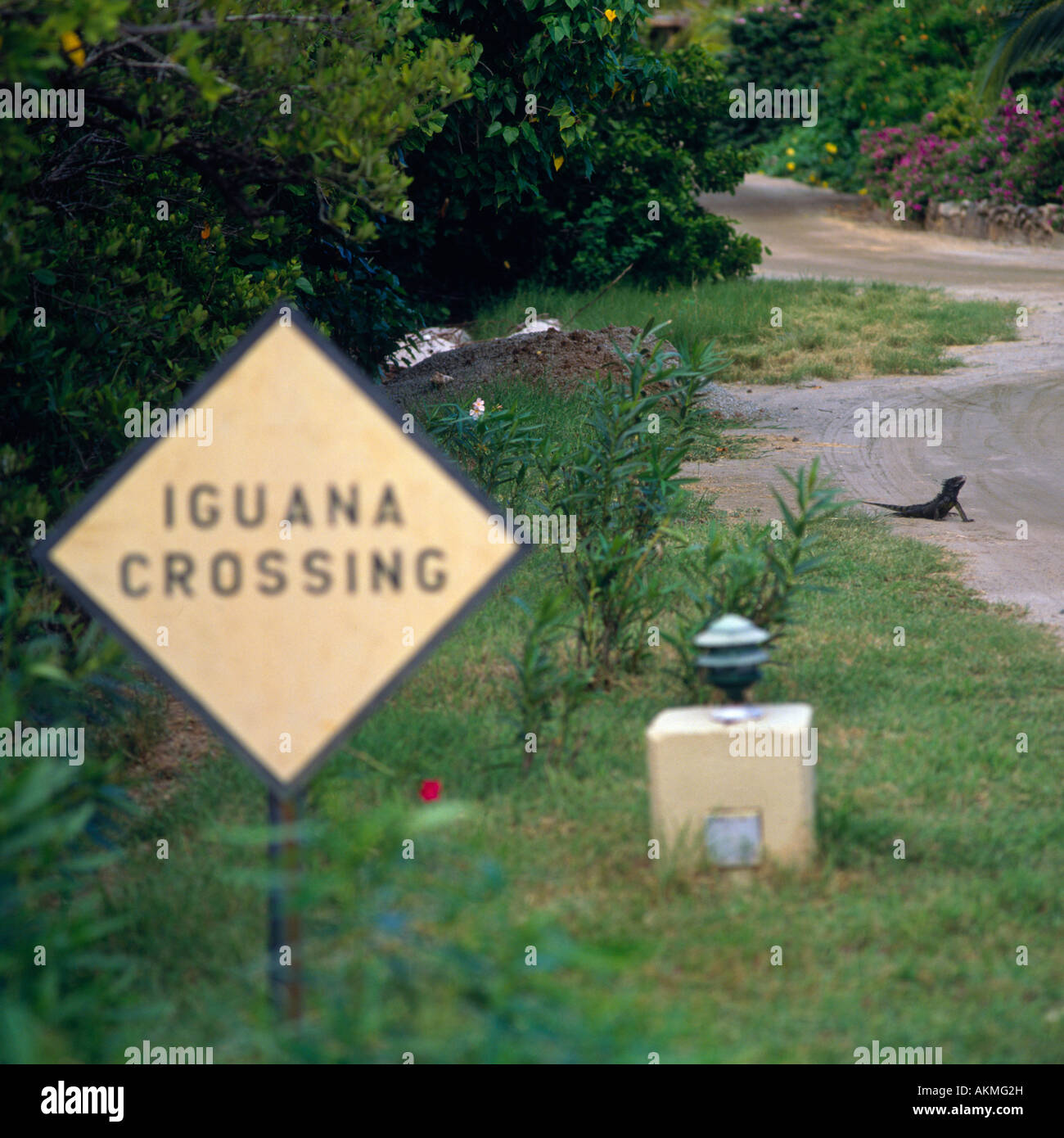Lizard Crossing Sign High Resolution Stock Photography and Images - Alamy