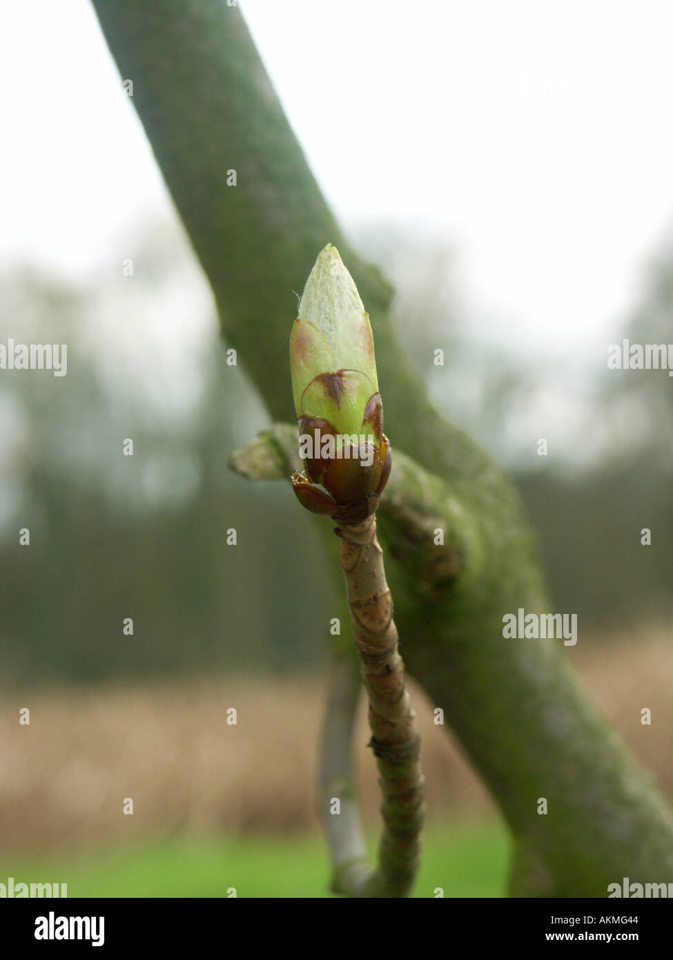 A Sticky Bud a sign that spring is on the way. This will turn into a ...