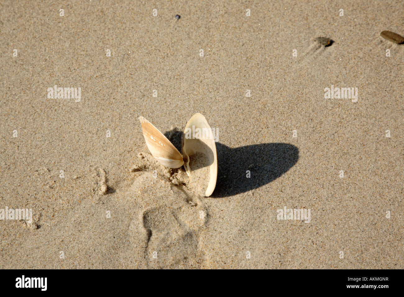 Seashells on the shore Stock Photo - Alamy